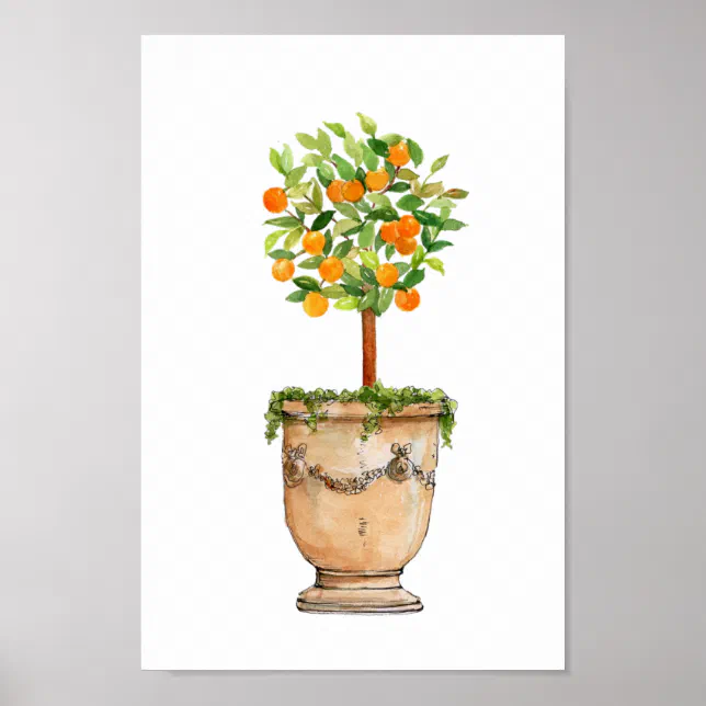 Watercolor Orange tree topiary in antique urn Poster | Zazzle