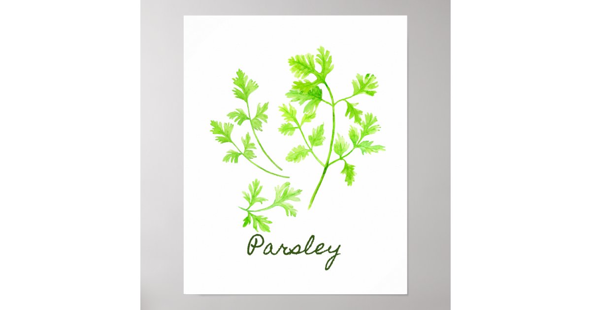 Watercolor Parsley Illustration Poster | Zazzle