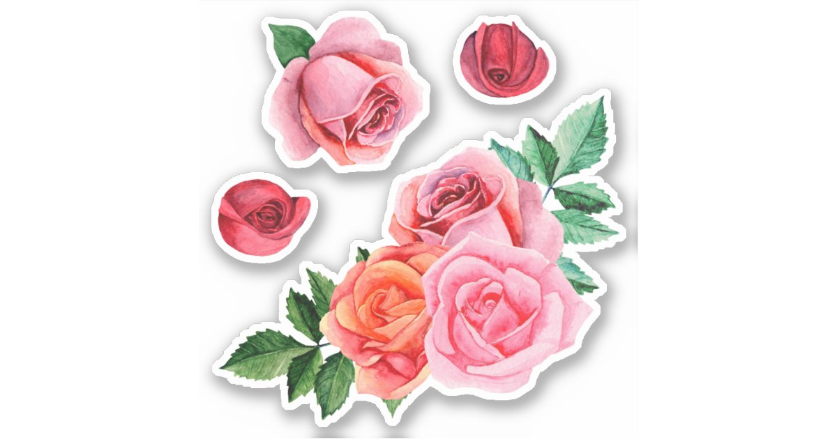 Watercolor pink roses. Garden flowers. Botanical Sticker | Zazzle
