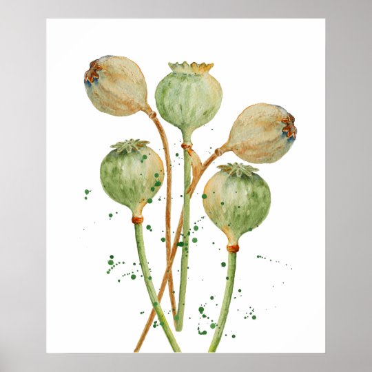Watercolor Poppy Seed Pods Poster | Zazzle.com