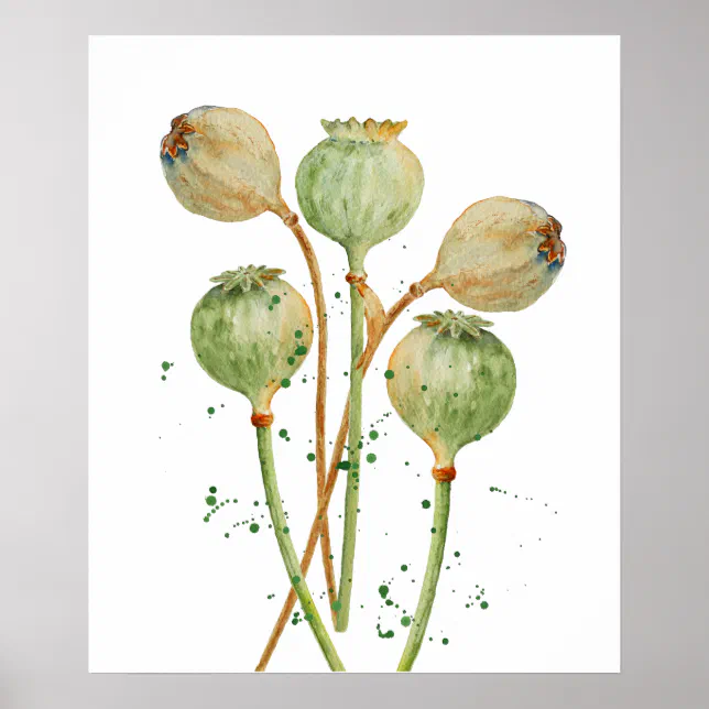 Watercolor Poppy Seed Pods Poster | Zazzle