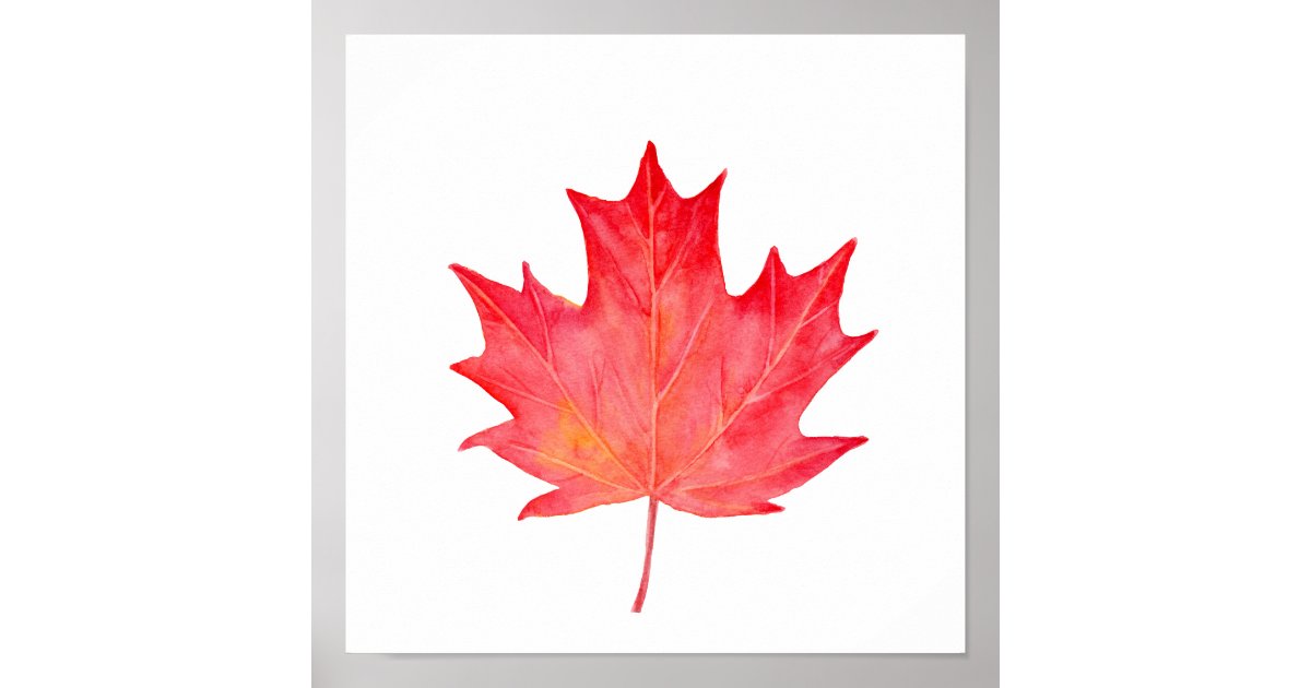 Watercolor Red Maple Leaf Poster | Zazzle