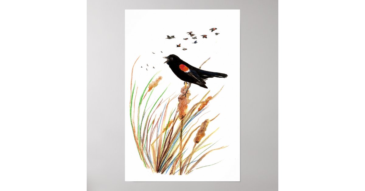 Watercolor Red-Winged Blackbird - Bird Collection Poster | Zazzle