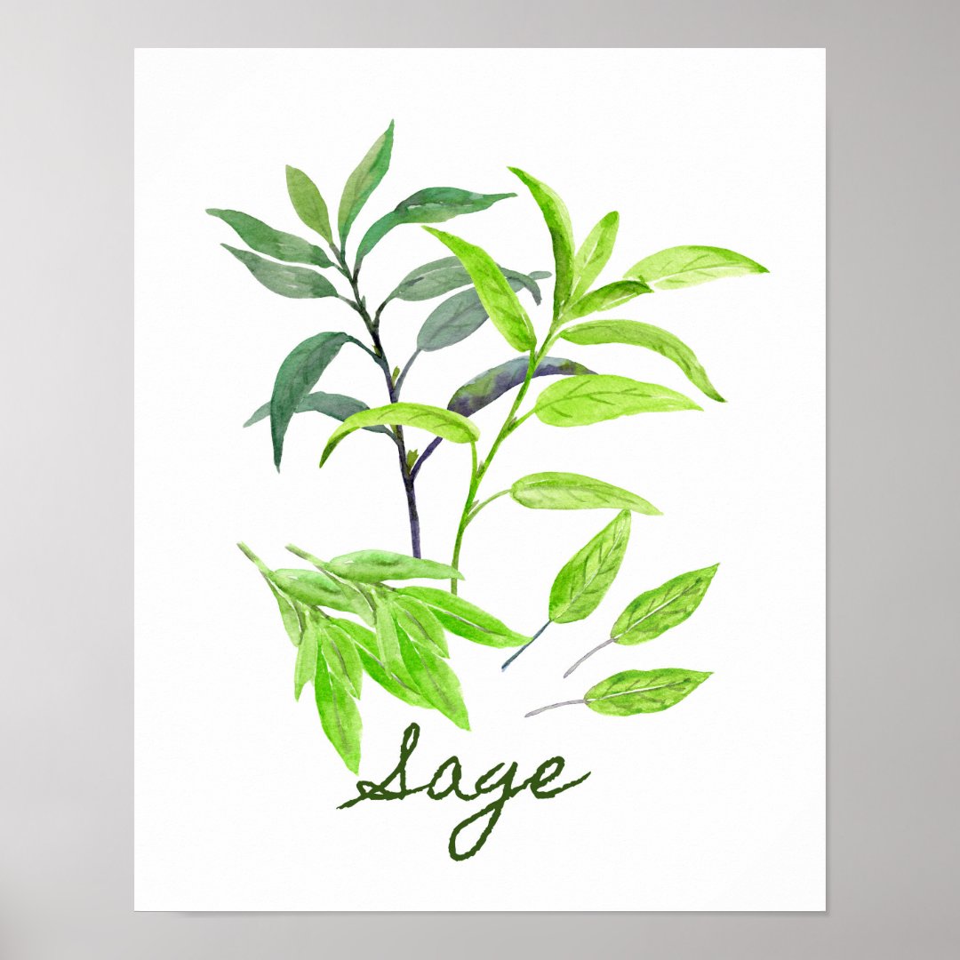 Watercolor Sage Illustration Poster | Zazzle