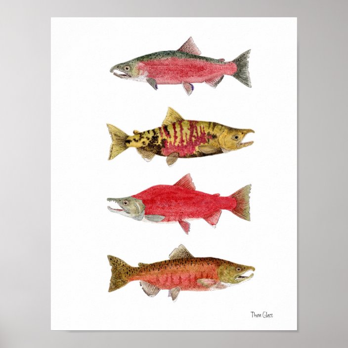 Watercolor Studies of Salmon Poster | Zazzle.com