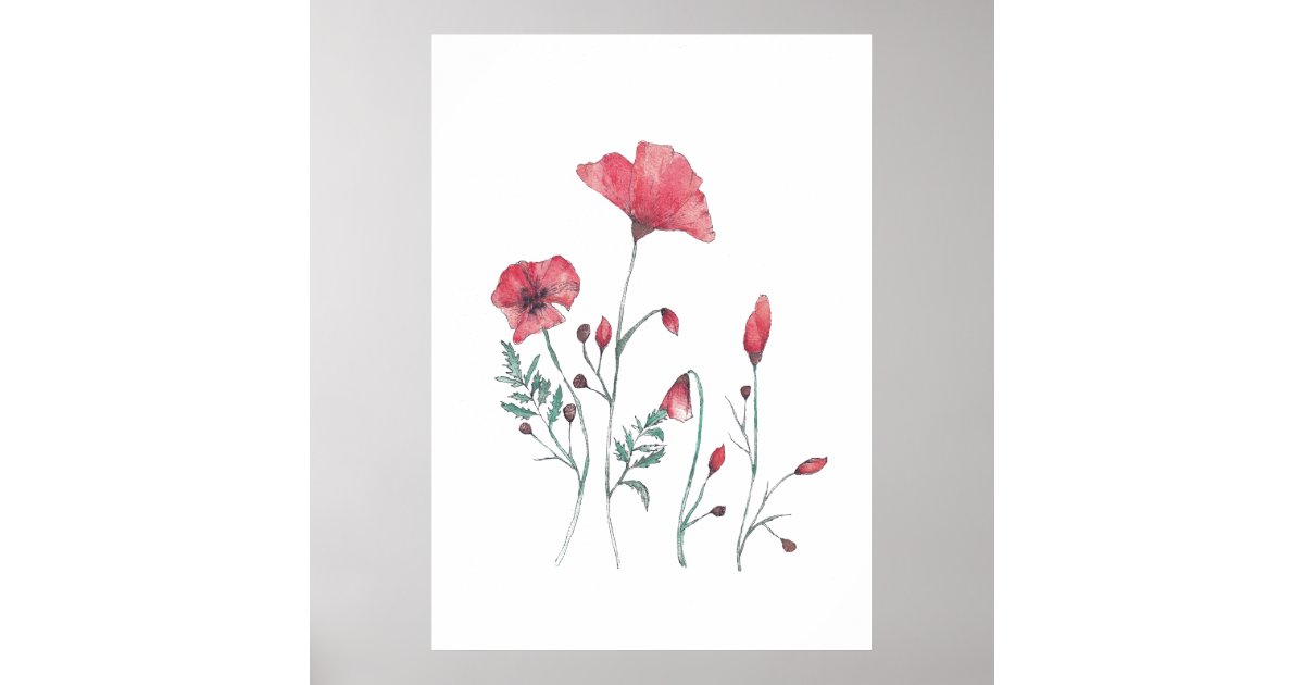 Watercolour poppy flowers poster | Zazzle