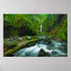 Waterfalls | Grotto Falls, Oregon Poster | Zazzle