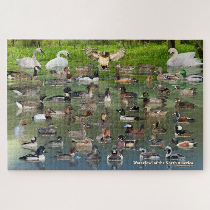 Waterfowl of North America Jigsaw Puzzle | Zazzle.com