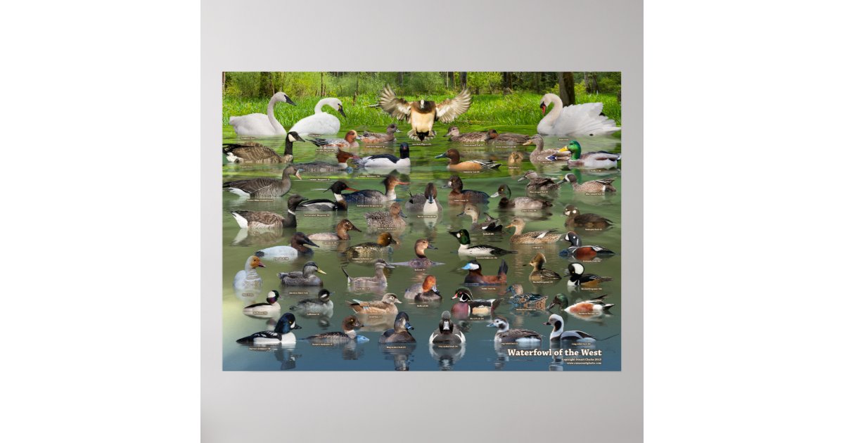 Waterfowl of the West Identification Poster | Zazzle