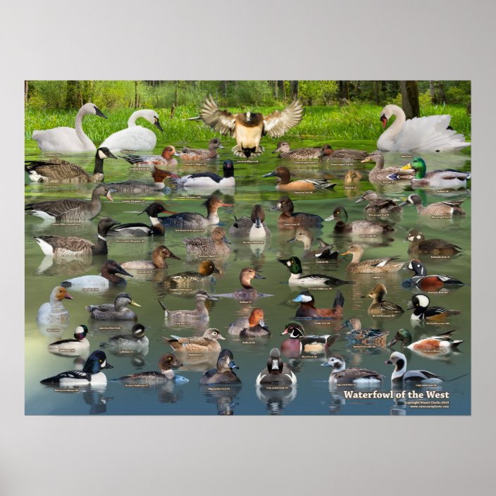 Waterfowl of the West Identification Poster | Zazzle.com