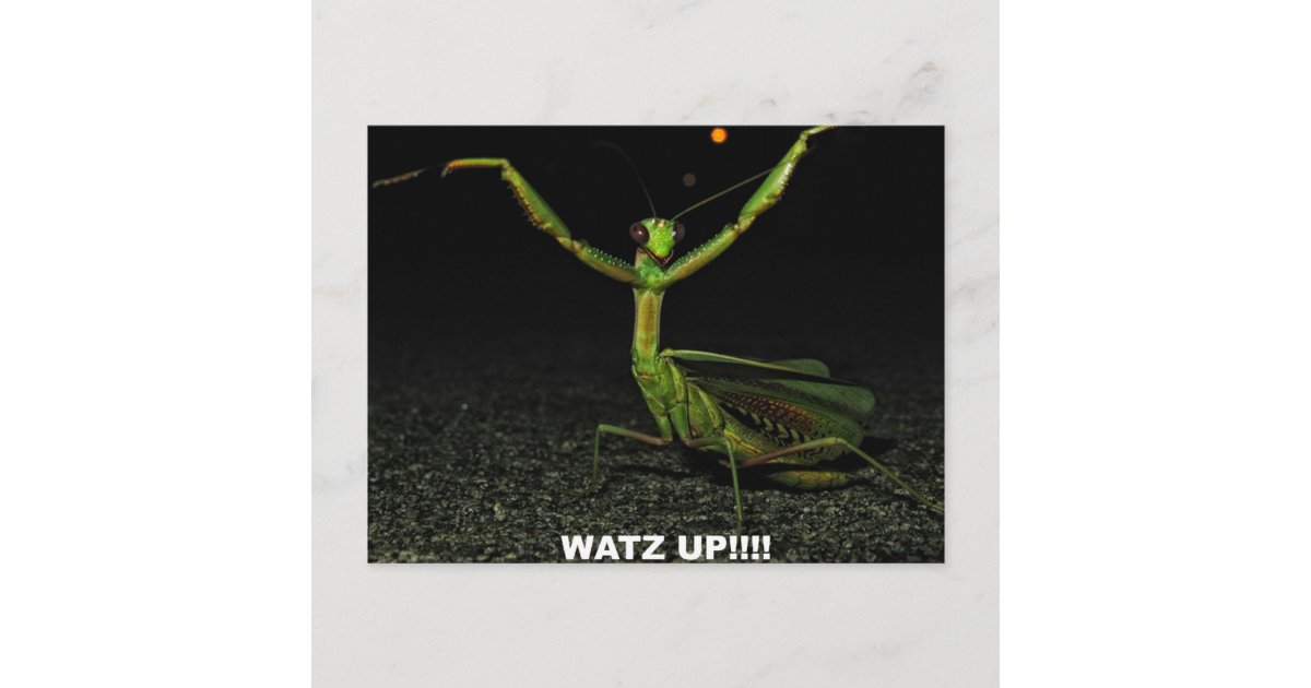 Watz Up Mantis Postcard | Zazzle