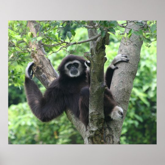 Waving monkey poster | Zazzle.com