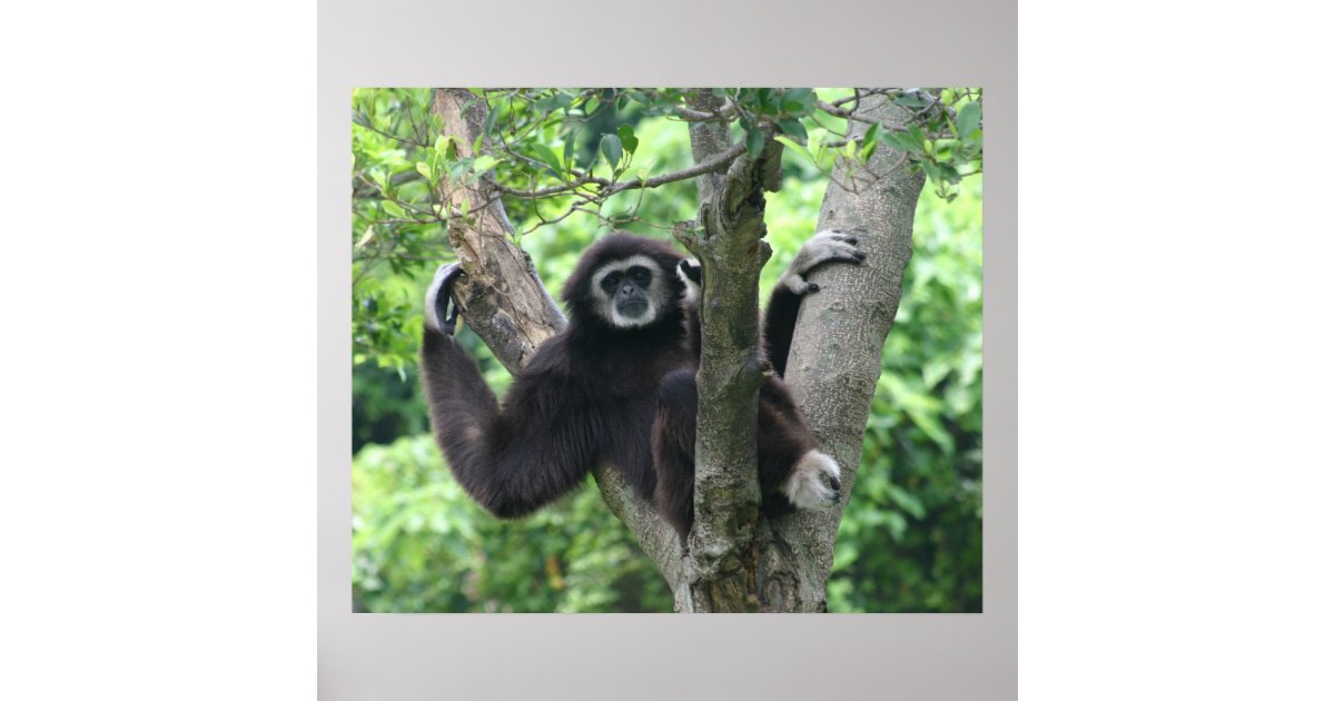 Waving monkey poster | Zazzle