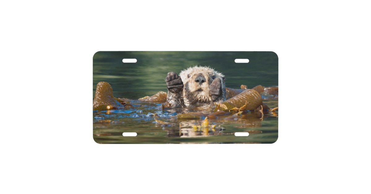 Waving Sea Otter License Plate | Zazzle