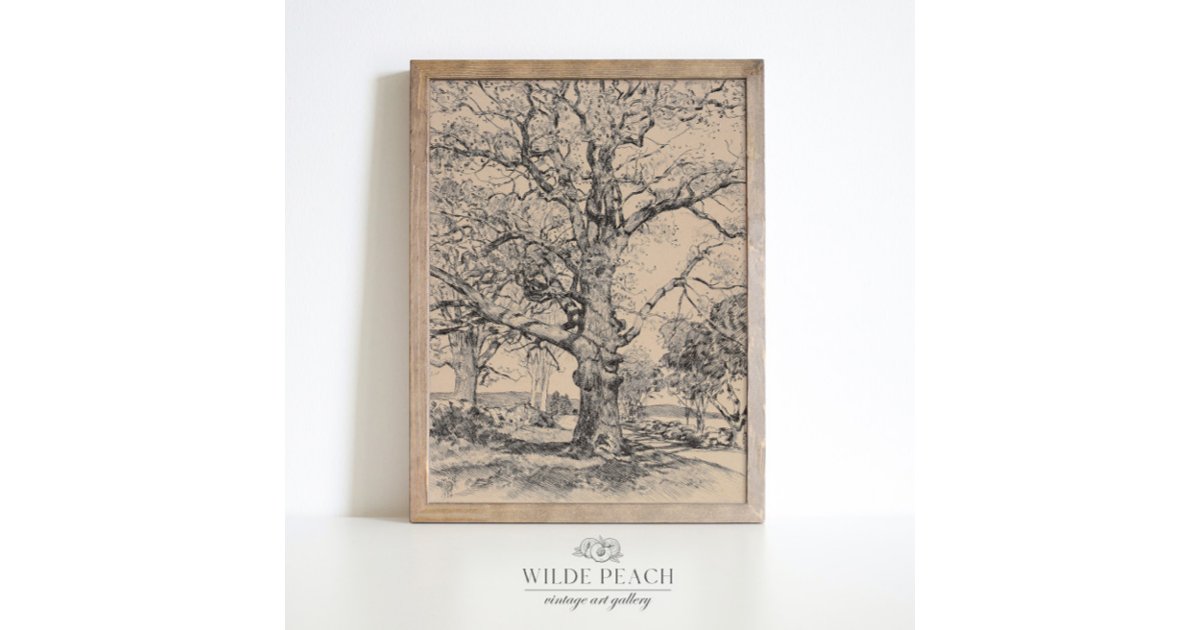 Wayside Inn Oaks in Spring vintage oak tree Poster | Zazzle