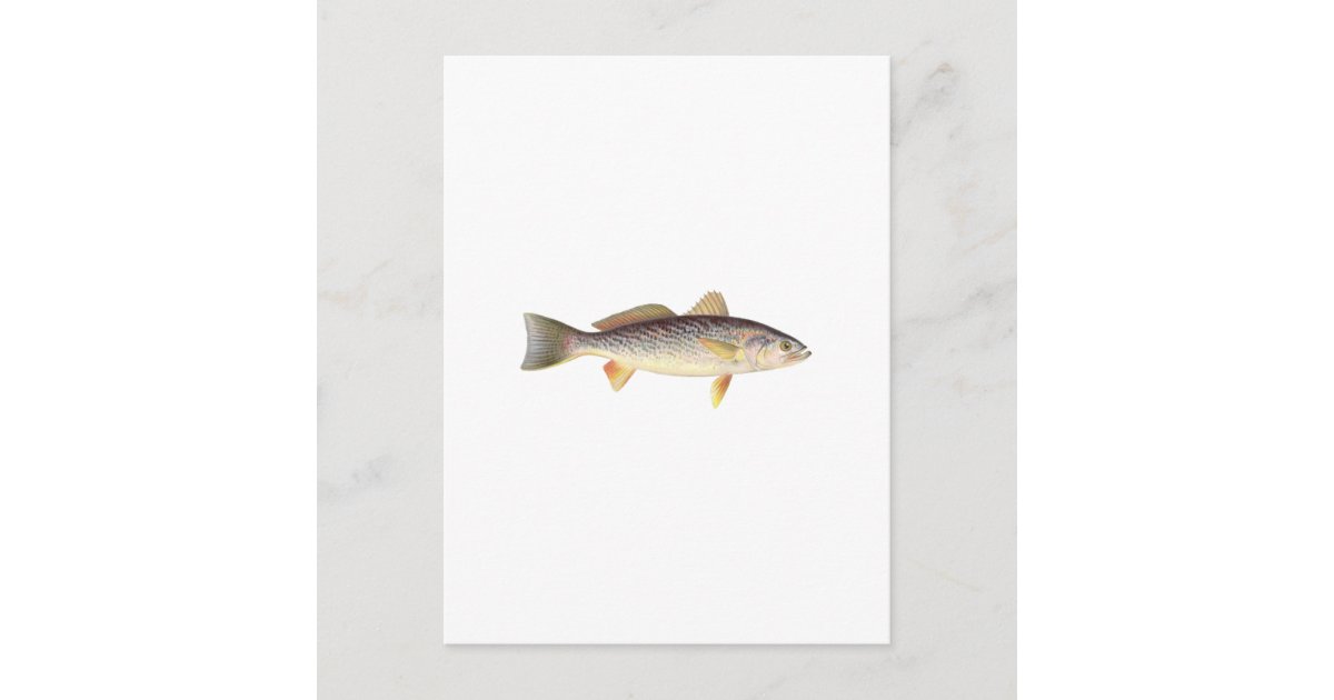 Weakfish - Seatrout - Gray Trout Postcard | Zazzle