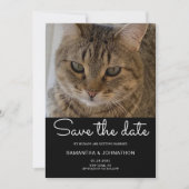Wedding Cat Photo Save The Date | Zazzle