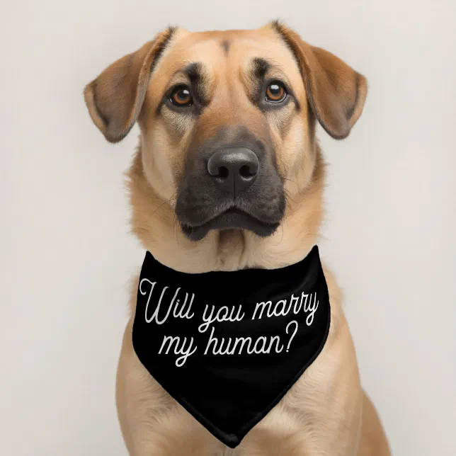 Wedding Proposal Cute Black Script Dog Pet Bandana Collar | Zazzle