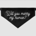Wedding Proposal Cute Black Script Dog Pet Bandana Collar | Zazzle