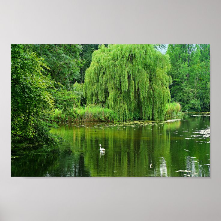 Weeping Willow Poster | Zazzle