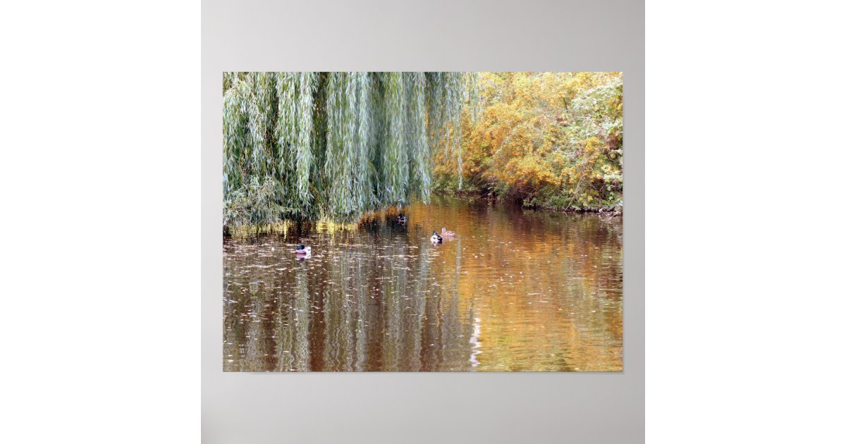 Weeping Willow Reflection Poster | Zazzle