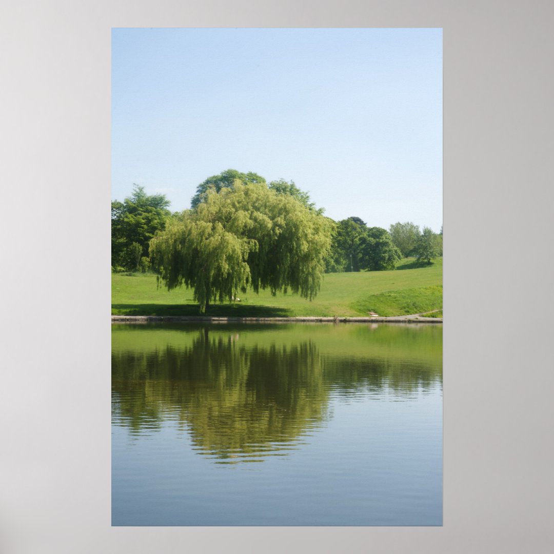 Weeping willow tree posters. poster | Zazzle