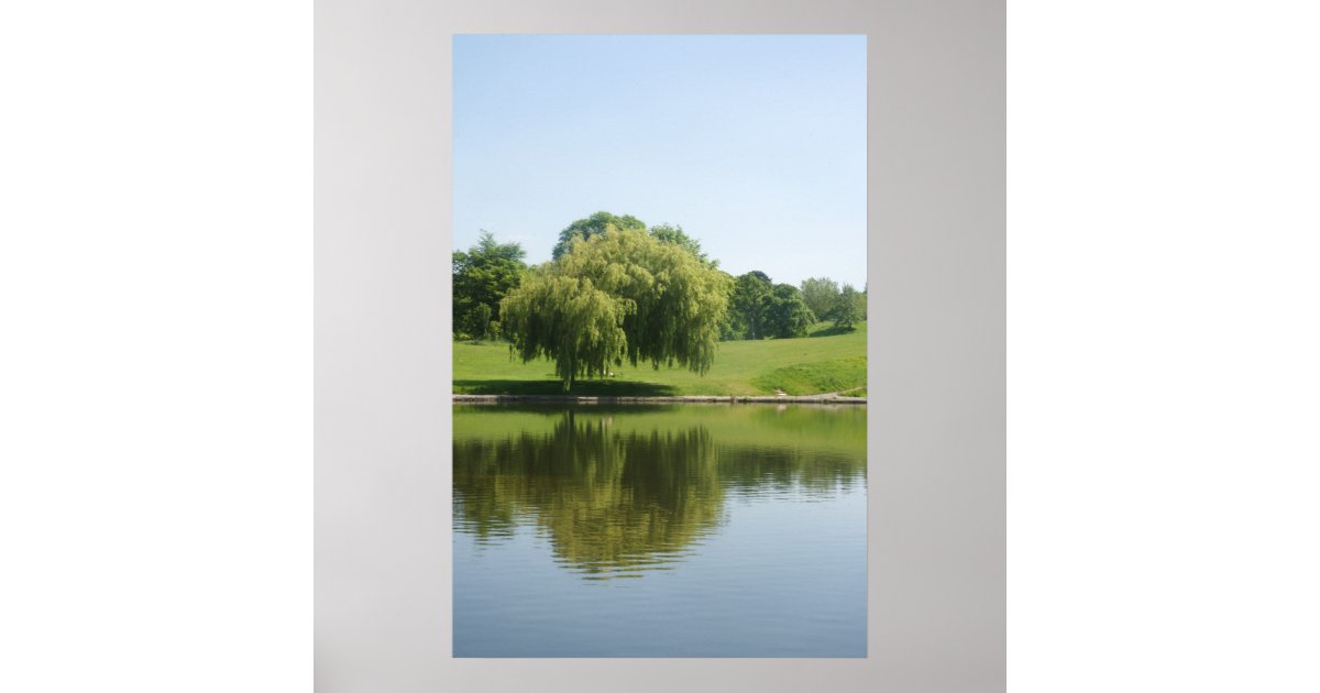 Weeping willow tree posters. poster | Zazzle