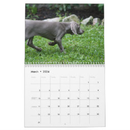 Weimaraner Calendar | Zazzle