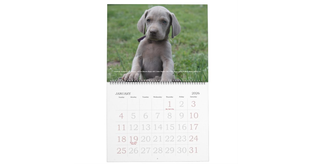 Weimaraner Calendar 1 | Zazzle