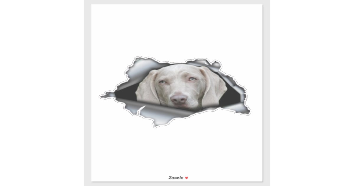 Weimaraner Car stickers Weimaraner sticker | Zazzle