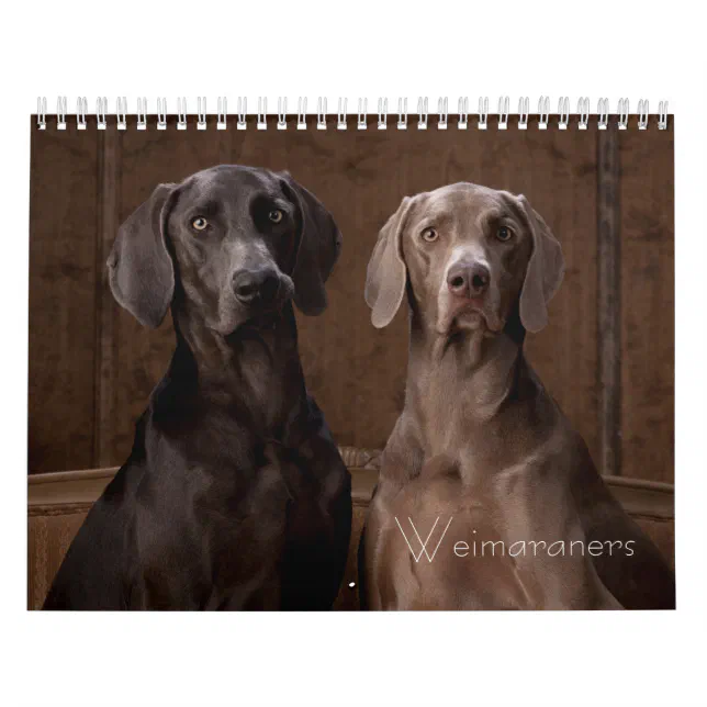 Weimaraners Calendar | Zazzle