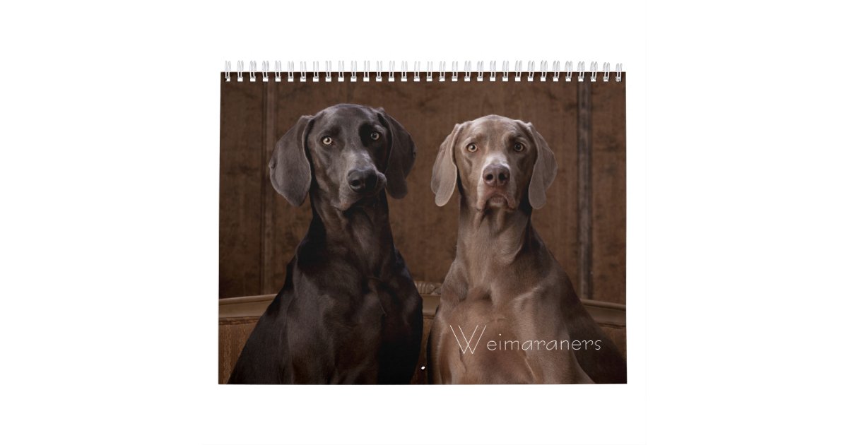 Weimaraners Calendar | Zazzle