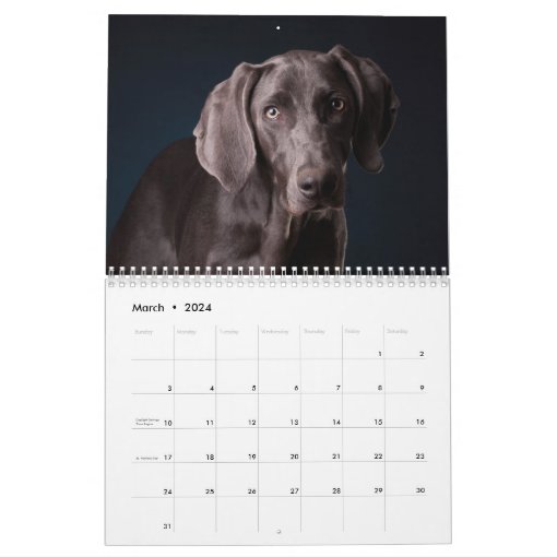 Weimaraners Calendar | Zazzle