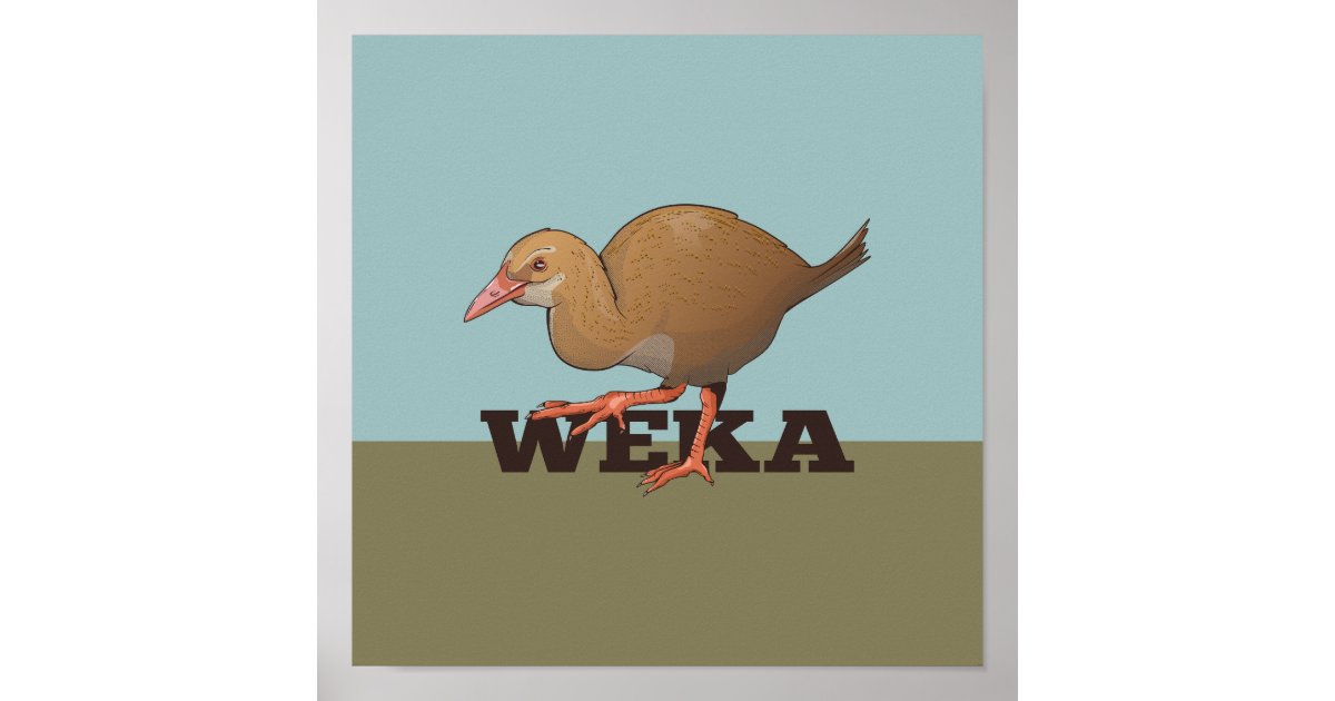 Weka New Zealand Bird Poster | Zazzle