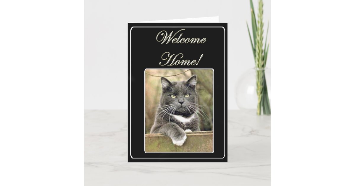Welcome home cat greeting card | Zazzle.com
