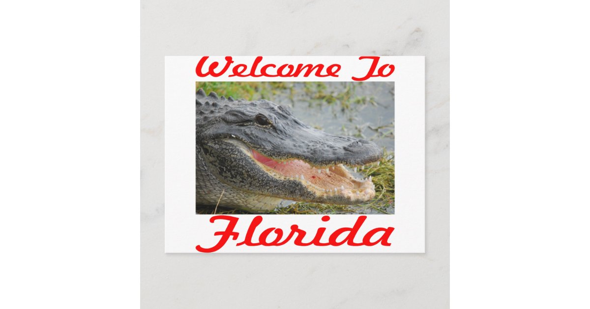 Welcome To Florida Gator Postcard | Zazzle