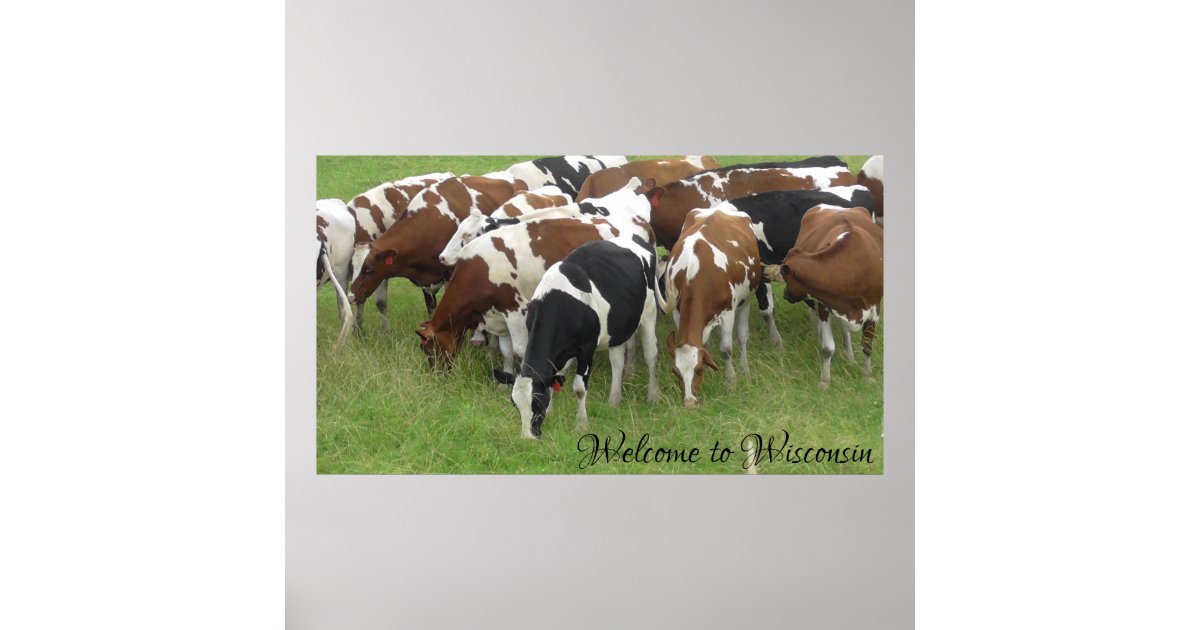 Welcome to Wisconsin Dairy Cows Photo Poster | Zazzle