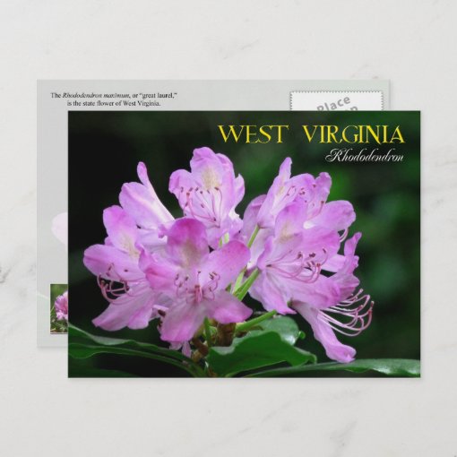 West Virginia State Flower: Rhododendron Postcard | Zazzle