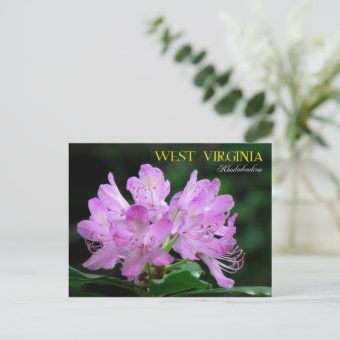 West Virginia State Flower: Rhododendron Postcard | Zazzle
