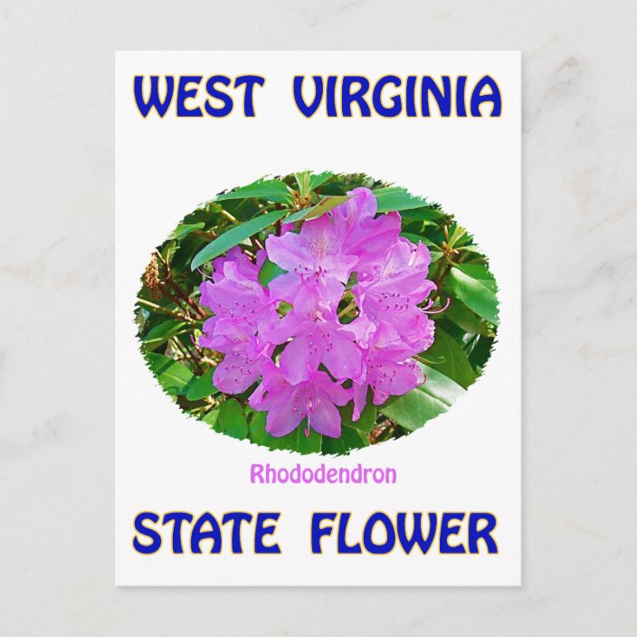 West Virginia State Flower T-Shirts & Gifts Postcard | Zazzle.com