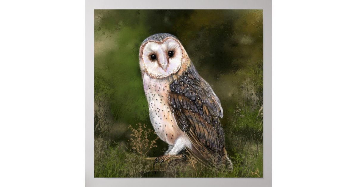 Western Barn Owl Poster Painting | Zazzle