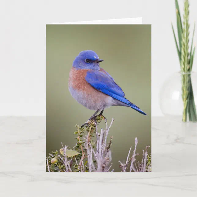Western Bluebird Card | Zazzle