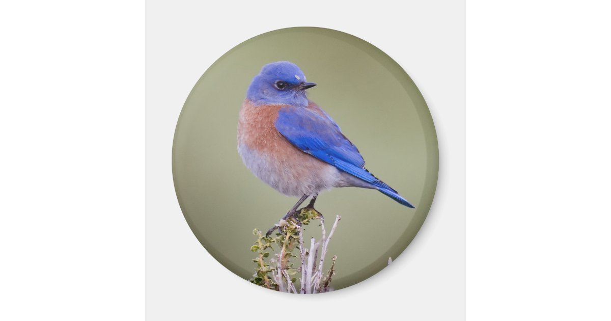 Western Bluebird Magnet | Zazzle
