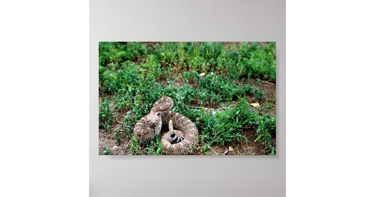 Western Diamondback Rattlesnake Poster | Zazzle
