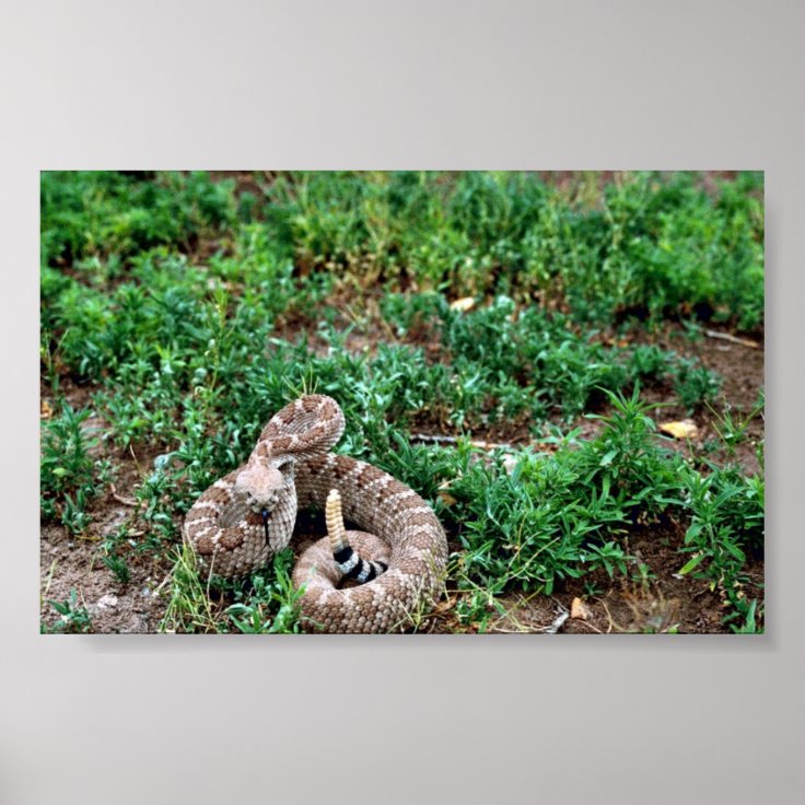 Western Diamondback Rattlesnake Poster | Zazzle