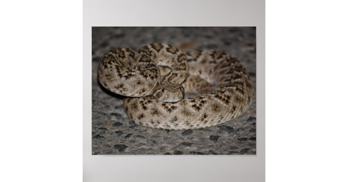 Western Diamondback Rattlesnake Poster | Zazzle