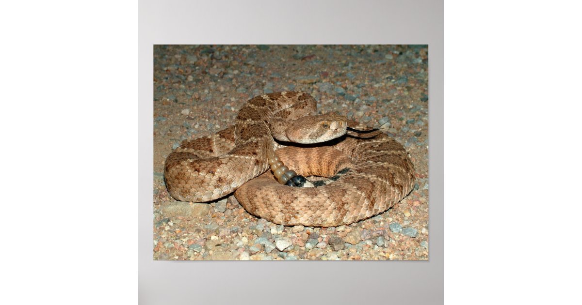 Western Diamondback Rattlesnake Poster | Zazzle