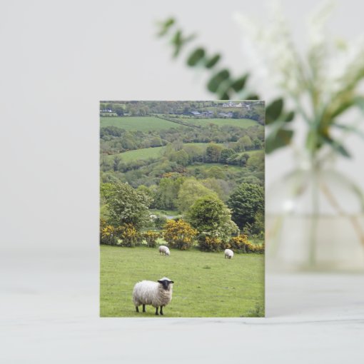 Western Ireland, Dingle Peninsula, broad Postcard | Zazzle