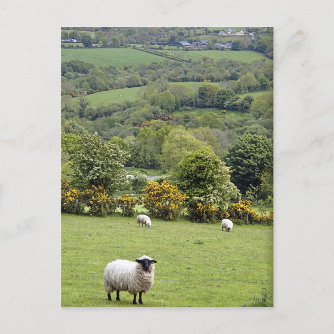 Western Ireland, Dingle Peninsula, broad Postcard | Zazzle