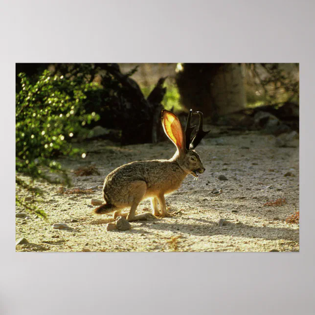 Western Jackalope Poster | Zazzle